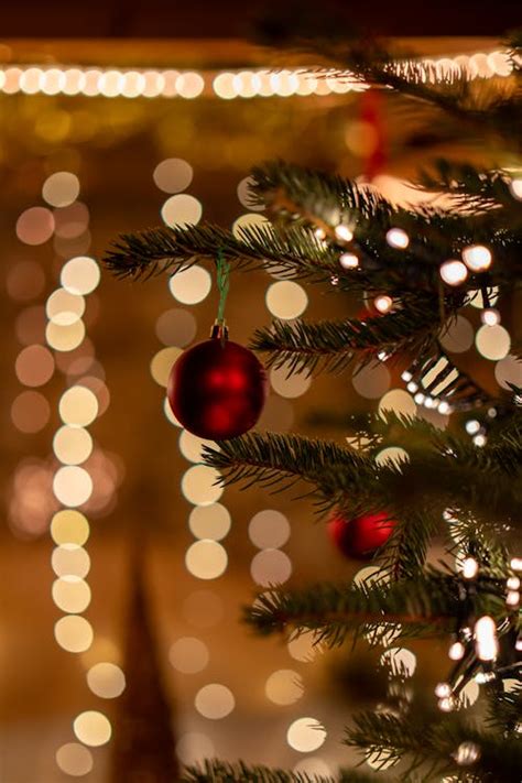 12월 가족의 전통 강림 겨울 겨울 축하 겨울 휴가 격려 계절 기쁨 나뭇가지 반짝이는 불빛 밤 보케 불빛 붉은 장식 빨간 값싼 물건 상록수