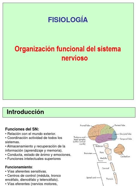 Fisiologia Del Sistema Nervioso Pdf Sistema Nervioso Central Neurona
