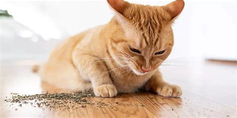 At What Age Can Cats Have Catnip