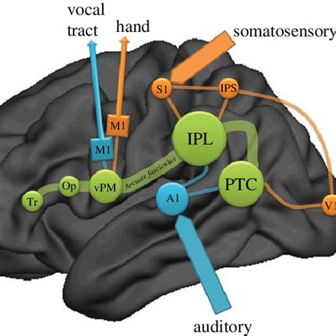 Cortical Networks Involved In Speech And Tool Use Green Areas