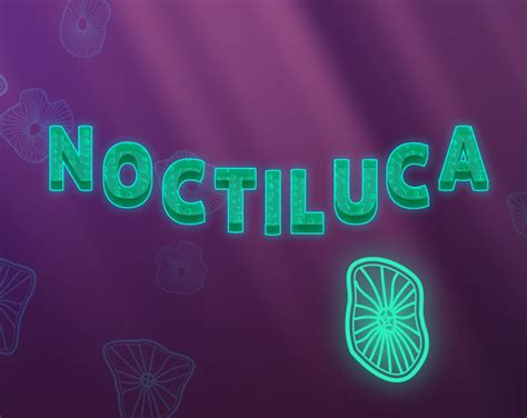 Noctiluca By Le Slo