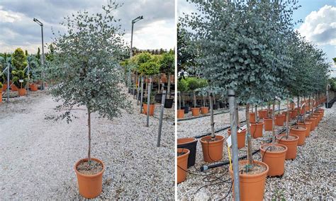 Blue Gum Eucalyptus Tree Cone