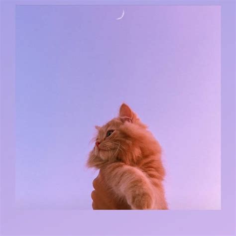 Pyt Acey Threads Say More