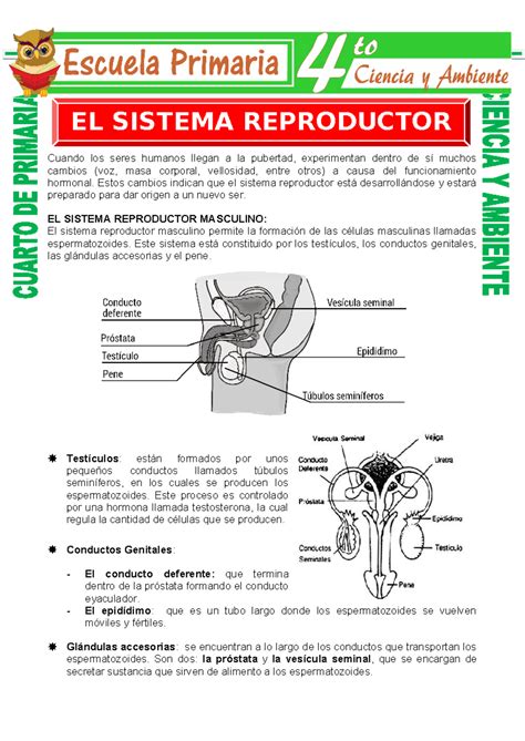 Sistema Reproductor Masculino Y Femenimo Para Cuarto De Primaria De