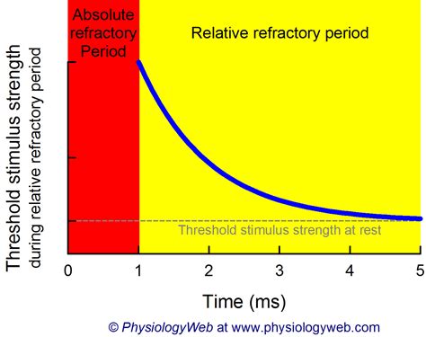 Threshold Stimulus Strength During The Relative Reftractory Period