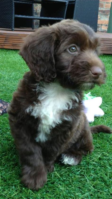 Chocolate Cockapoo Cute Puppy Yorkshire Terrier Mix