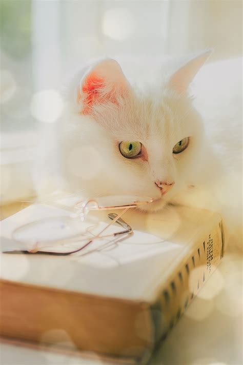 Cat Book Bokeh Free Photo On Pixabay Pixabay