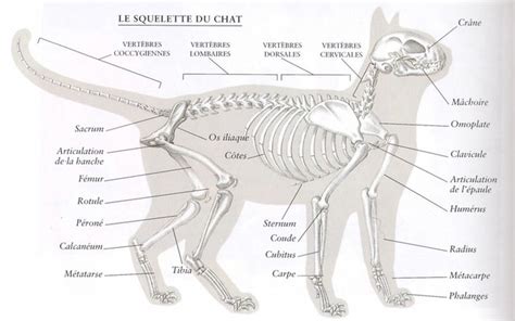 Le Squelette Du Chat Lol Stein Flickr