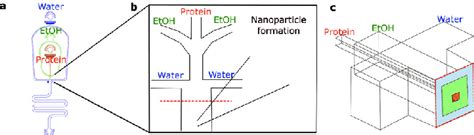 Microfluidic Co Flow Device Design S Chematic Representation Of The Download Scientific Diagram