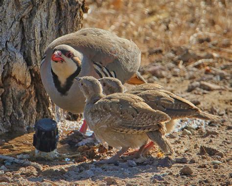 Chukar Partridge Chicks