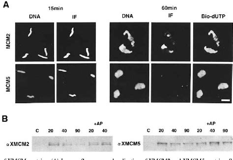 Figure 3 From Licensing Of Dna Replication By A Multiprotein Complex Of Mcm P 1 Proteins In