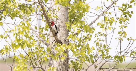 Meet The Red Headed Woodpecker Facts You Need To Know Meet The Red Headed Woodpecker Facts You Need To Know