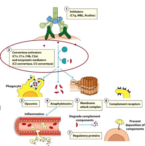 Chapter 5 Immunology Compliment System Flashcards Quizlet