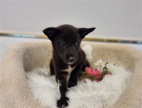 진도믹스 둥이 보더콜리분양가격 프렌치불독분양가격 빠삐용분양가격 파피용분양가격 사모예드분양가격 스피츠분양가격 시바견분양가격 시베리안허스키분양가격 시츄분양가격 요크셔테리어분양