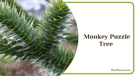 Trees With Long Seed Pods To Bring Whimsy To Your Yard Plant America