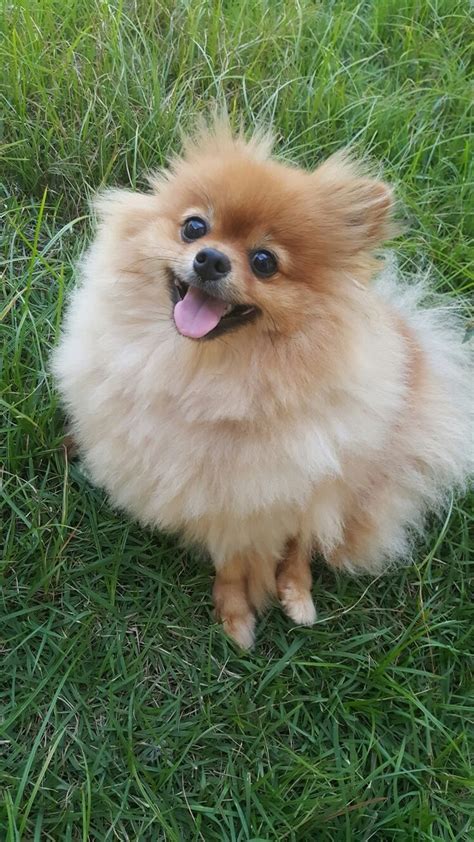 Cachorro Fofo No Campo Verde