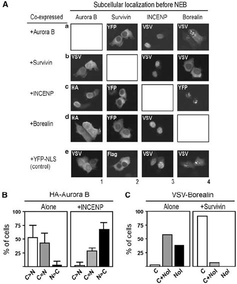 Incenp And Survivin Modulate The Subcellular Localization Of Aurora B