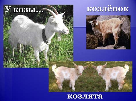 Домашние животные и их детеныши Online Presentation