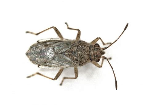 Nysius Nysius Picture Insect