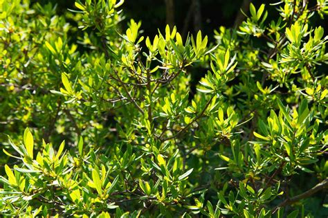 15 Of The Best Native Trees And Shrubs For Privacy