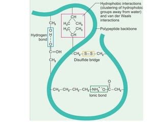 C-A&P 04 bonds responsible for protein structure | PPTX | Chemistry | Science