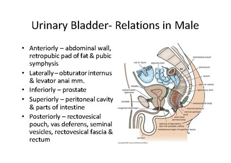 Parts Of Urinary Bladder Anatomy At Marvin Thomas Blog