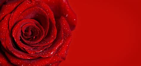 물방울이 있는 빨간 장미의 매크로 이미지 텍스트공간을 복사합니다 배너 공휴일에 대한 스톡 사진 및 기타 이미지 공휴일