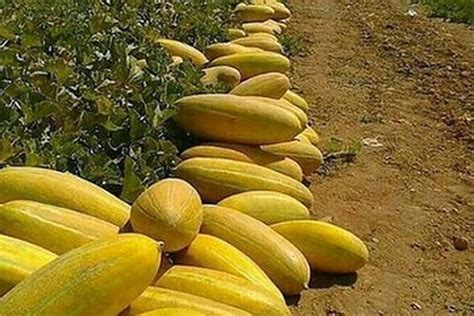 خربزه‌های عجیب ۲۵ کیلویی کاشان وارد بازار شد عکس