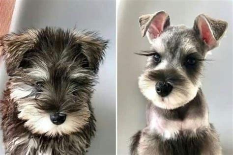 25 Cute Snorkie Haircut Ideas All The Different Types And Styles