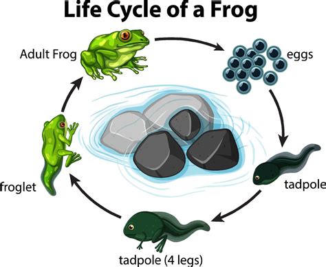 Tree Frog Life Cycle At Bernice Barry Blog
