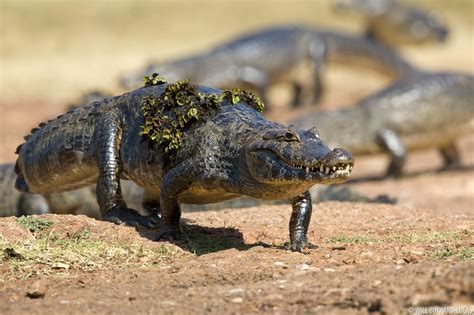 Caiman Will Burrard Lucas