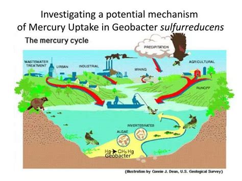 Ppt Geobacter Powerpoint Presentation Free Download Id 1935562