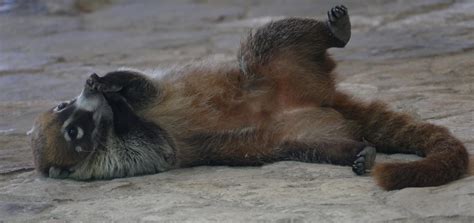 Definitive Guide To White Nosed Coati Facts Habitat Conservation