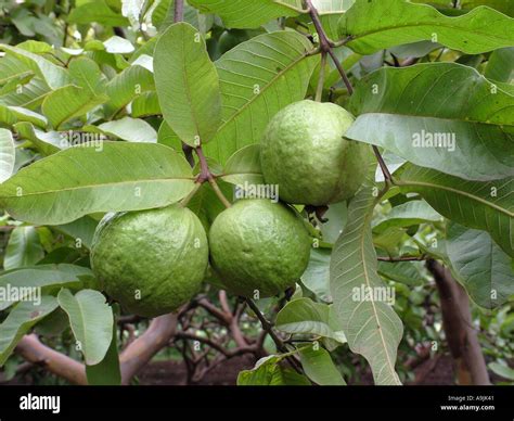 Jambu Fruit Tree