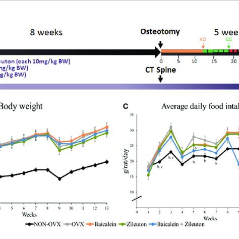 Graphical Abstract Of Experimental Setup A After Ovariectomy 13