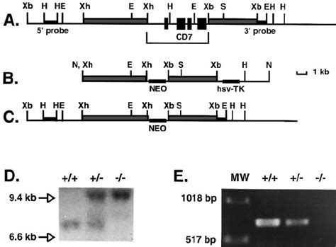 Targeted Gene Disruption Of Murine Cd7 A Partial Restriction Map Of Download Scientific