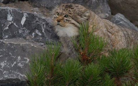Manul Stepowy Otocolobus Manul Opis Występowanie Wielkość