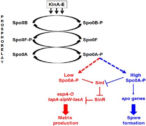 The Matrixsporulation Switch In B Subtilis Schematic Diagram Of The