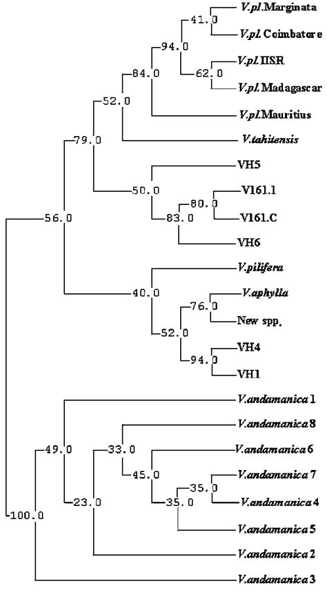 Phenogram Constructed For The Taxa Species Collections Download Scientific Diagram