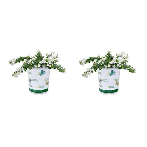 Natures Nutrients Annual Bacopa Scopia White 25 Qt 2 Pack 1549 The Home Depot