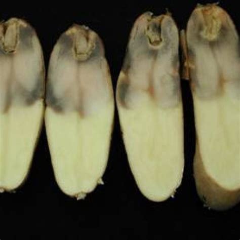 Pythium Leak Northwest Potato Research Consortium