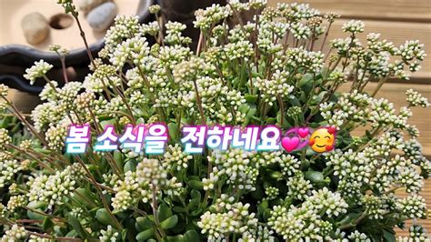 몸 키우는 다육아가들 YouTube