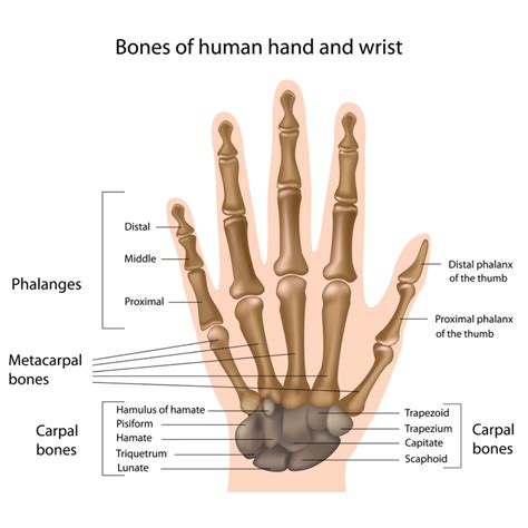Thumb Joints Diagram
