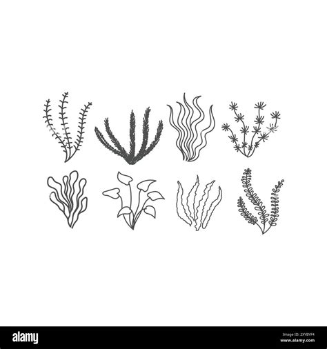 Set Collection Of Seaweed Kelp Algae Moss Vector Illustration Stock