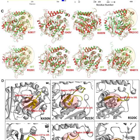 Atomistic Molecular Dynamic Simulations Of Mutated Tubulins Predict