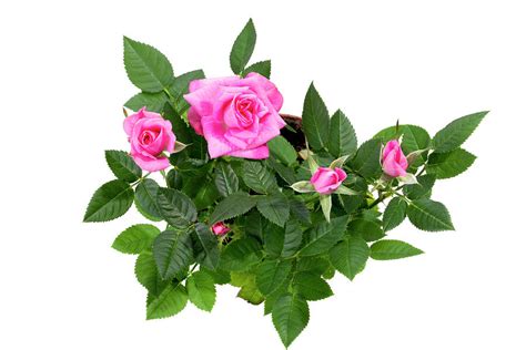 Indoor Rose Bush Photograph By Valentin Ivantsov Fine Art America