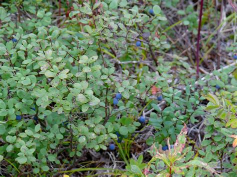 К вулкану Кизимен часть 6я Пешком по стране Дзен
