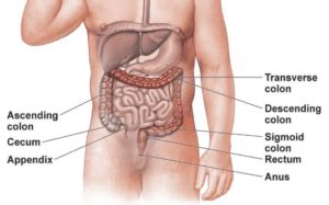 What Side Is Your Appendix On Symptoms Causes Treatment