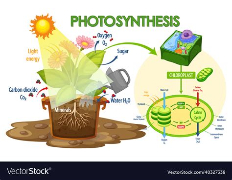 Photosynthesis Cycle