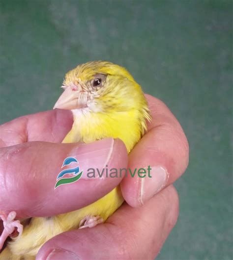 Deficiencia De Vitamina A En Aves Causas Síntomas Y Tratamientos